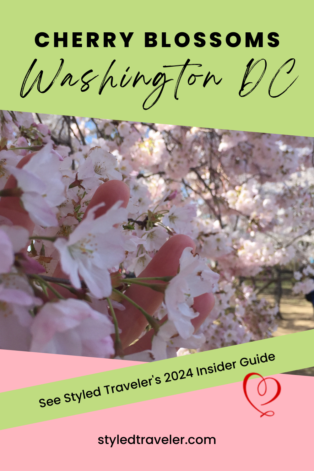 Experience the Magic of Cherry Blossoms in Washington, DC